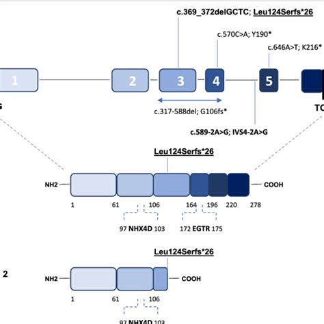 A Genomic Map Of The Agpat2 Gene Showing The Main Mutations Reported In