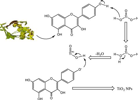 Mechanism Of Bio Reduction Of Titanyl Hydroxide To TiO2 NPs Download Scientific Diagram