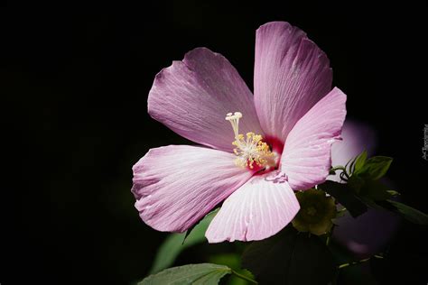 Rozświetlony hibiskus
