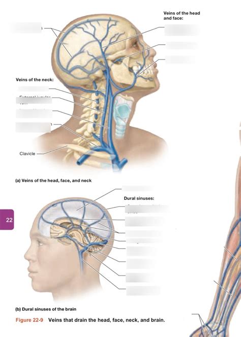 Head And Neck Veins Diagram Quizlet