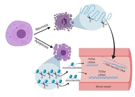 Cell Free Dna Cfdna Concentrations In Glioma Cancer Patients Vs