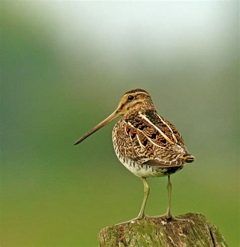 Hedgeland Tales Common Snipe