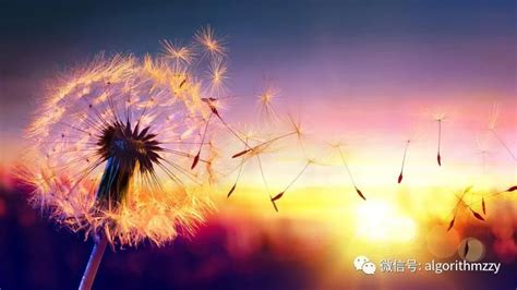 蒲公英优化器do含matlab代码do算法 Csdn博客