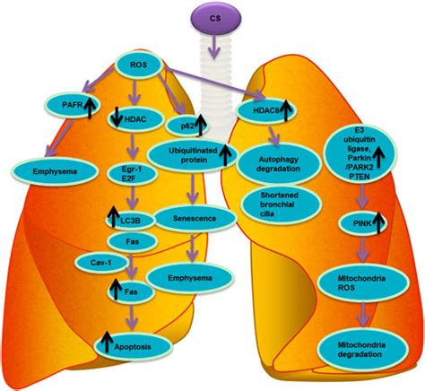 Frontiers The Interplay Between Oxidative Stress And Autophagy In