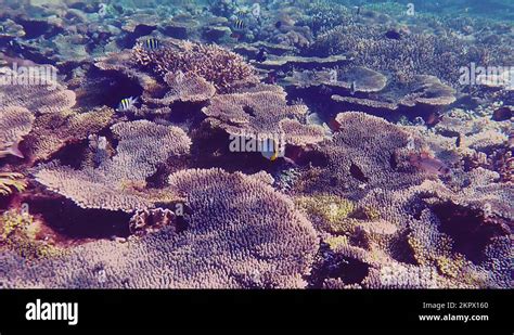 Brain Coral Great Barrier Reef Stock Videos And Footage Hd And 4k Video