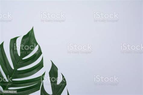 녹색 사탕수수 삽입 텍스트 흰색 배경 및 복사 공간에 둡니다 0명에 대한 스톡 사진 및 기타 이미지 0명 계절 나무