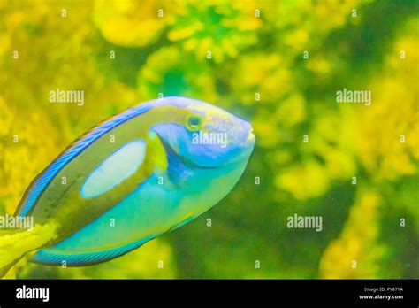 Cute Pacific Regal Blue Tang Fisch Paracanthurus Hepatus Ist