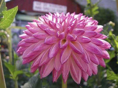 Valley Porcupine Old House Dahlias