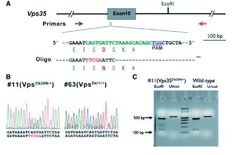Figure 1 From Impaired Striatal Dopamine Release In Homozygous Vps35