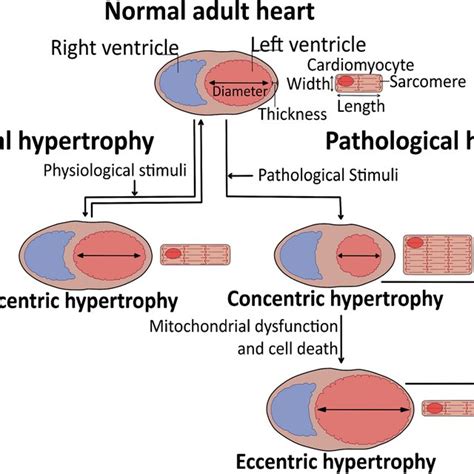 Pdf Cardiac Adaptation To Exercise Training In Health And Disease