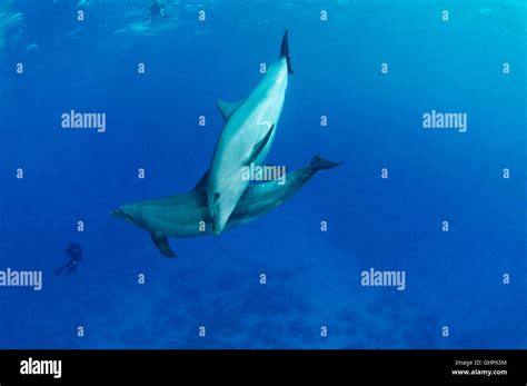 Tursiops Aduncus Indian Ocean Bottlenose Dolphin And Scuba Diver Abu