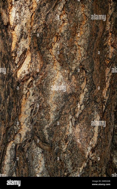 Brown Tree Bark Texture Close Up Background Stock Photo Alamy