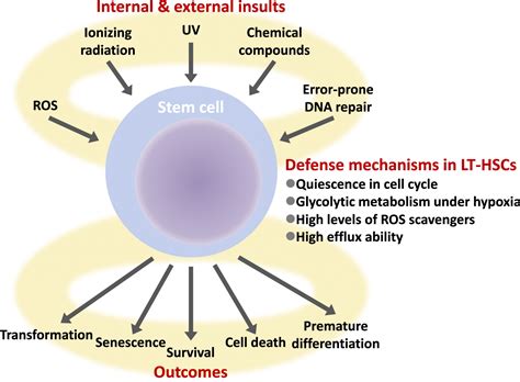 Metabolic Regulation Of Hematopoietic Stem Cells In The Hypoxic Niche