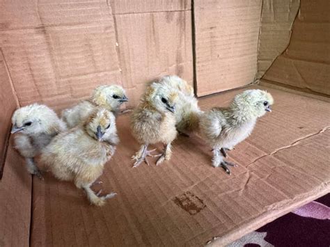White Silky Rir And Australorp Chicks Available Hens 1103387425