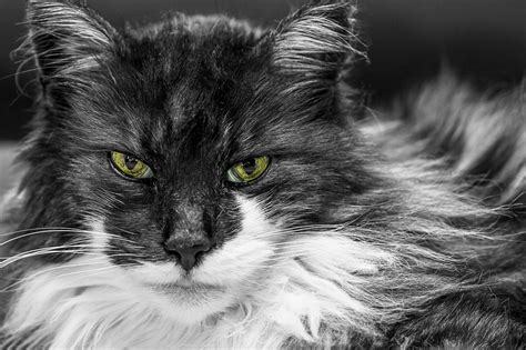 猫 哺乳动物 动物 Pixabay上的免费照片 Pixabay