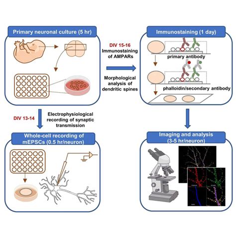 Characterizing Neurotrophic Factor Induced Synaptic Growth In Primary Mouse Neuronal Cultures Pmc