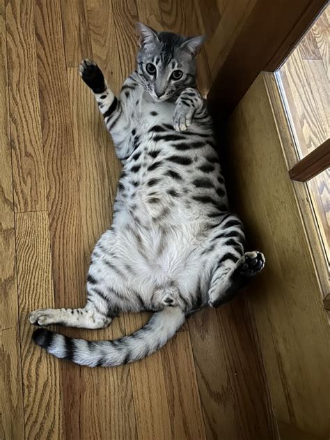 Kitty Belly R Cats