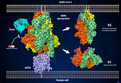 Structure Of Furin Protease Binding To Sars Cov 2 Spike Glycoprotein