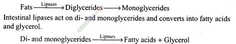NCERT Exemplar Class Biology Chapter Digestion And Absorption Learn CBSE