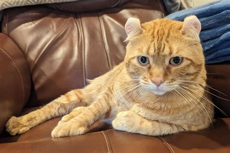 Jared Enjoying His Caturday Rgingercats