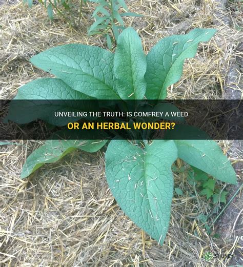 Unveiling The Truth Is Comfrey A Weed Or An Herbal Wonder Shuncy