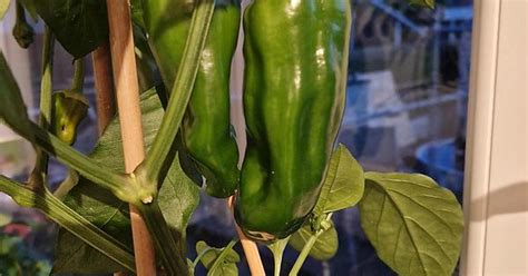 Pepper Album On Imgur