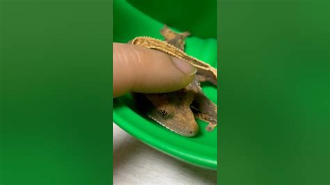 천장타며 놀다가 바닥으로 추락해서 시무룩해진 시루 위로해주는중 집사의 마음을 알아주기라도 하듯 얌전히 손길 받아주는 시루 도마뱀 크레스티드게코 위로의손길