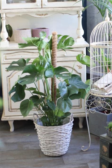 Монстера / Monstera на заказ в Минске, цена и фото – Jungle