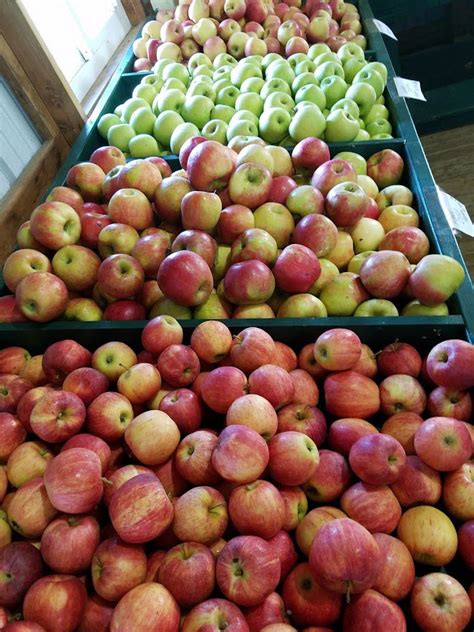 Csa Tlv Tree Farm
