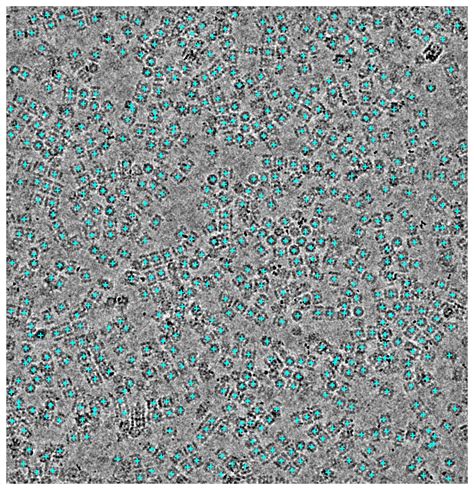 2 Pick Particles With Cryolo — Cryosparc Tools