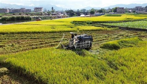 广西贺州霜降到 秋收忙 人民图片网