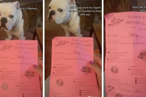 Proud Dog Mom Shares Her Pups Stellar Report Cards From Doggie Daycare