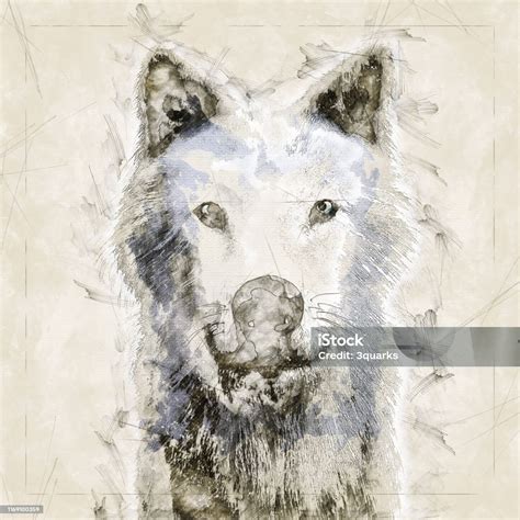 늑대 모델 릴리스 또는 속성 릴리스의 자체 제작 3d 일러스트레이션을 기반으로 하는 디지털 아트 스케치 개에 대한 스톡 사진 및 기타 이미지 Istock 늑대 모델 릴리스 또는 속성 릴리스의 자체 제작 3d 일러스트레이션을 기반으로 하는 디지털 아트 스케치 개에 대한 스톡 사진 및 기타 이미지 Istock