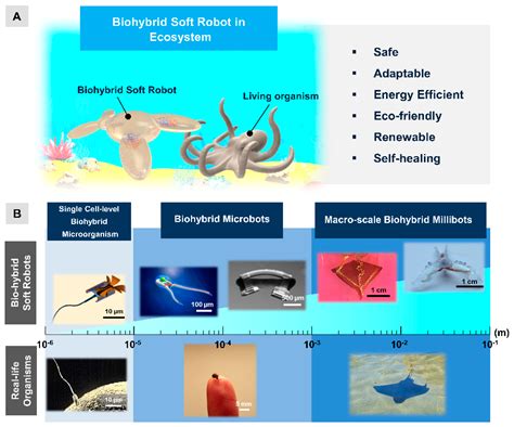 Biohybrid Actuators For Soft Robotics Challenges In Scaling Up