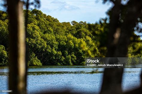 Beautiful Famous Tinchi Tamba Wetlands With Boardwalk View Of