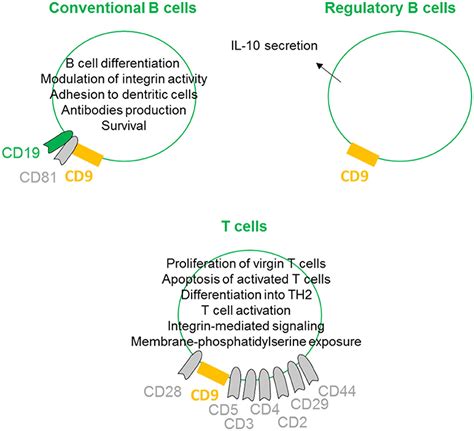 Frontiers Cd9 Tetraspanin A New Pathway For The Regulation Of