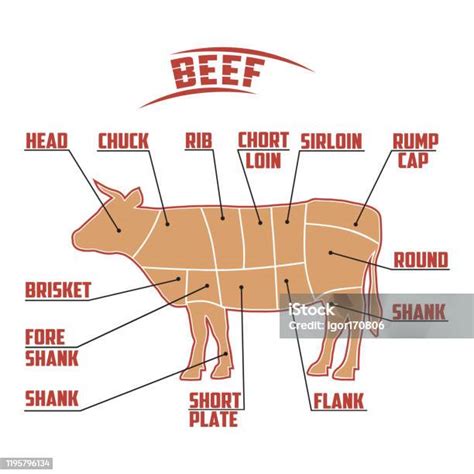 Diagram Daging Sapi Siluet Sapi Skema Pemotongan Daging Sapi Ilustrasi
