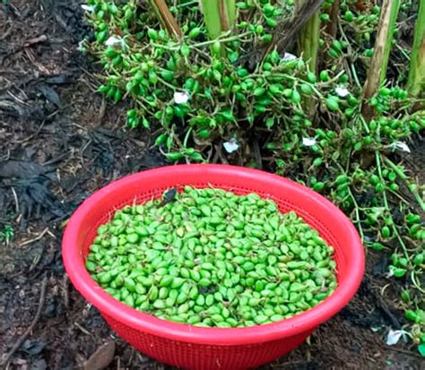 Beneficios Del Cardamomo En La Salud Y La Cocina Adecar
