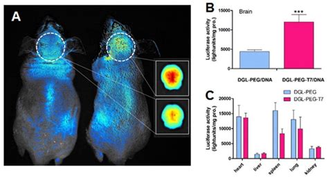 A In Vivo Imaging After Iv Administration Of Ethidium Monoazide