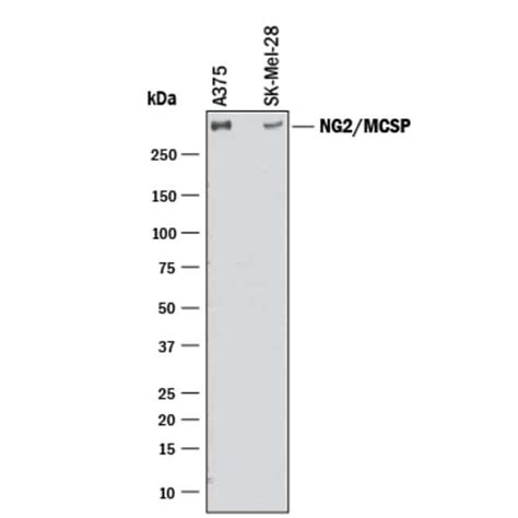 Human Ng2mcsp Antibody R D Systems 100ug Unlabeledantibodies