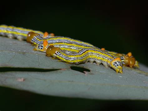 Red Humped Oakworm Moth Common Caterpillars Of Jennings · Inaturalist