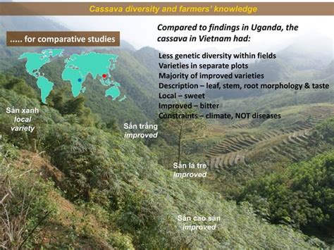 Cultivated Genetic Diversity And Farmers Knowledge Keys To Cassava Breeding Ppt