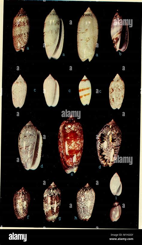 American Seashells 1954 Is A Comprehensive Guide To North American