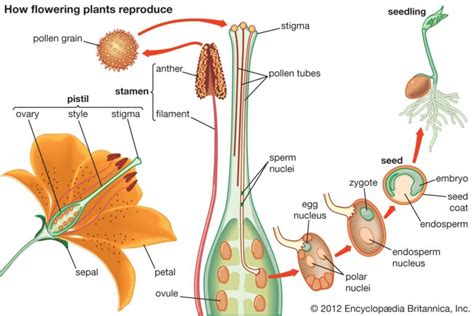 Plants Explaining Reproduction Classnotes Ng