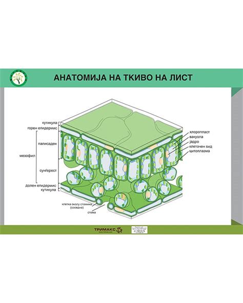 БП138 Анатомија на ткиво на лист постер