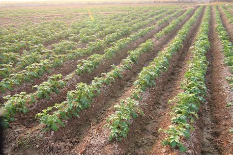 Rows Of Recently Sprouted Potatoes Growing In A Field 10448182 Stock