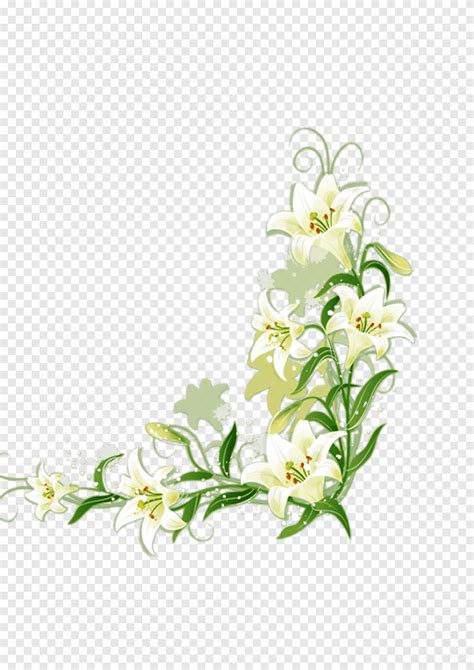 ภาพประกอบดอกไม้สีขาว Lilium Candidum เส้นขอบดอกไม้ ลิลลี่สีขาว ศิลปะ