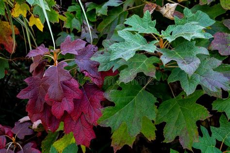 Hydrangea Quercifolia Leaves In Autumn Garden Stock Image Image Of