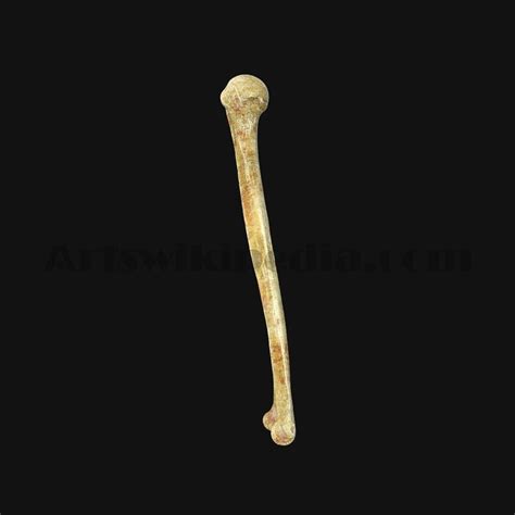 3d Humerus Anatomy 3d Model Cgtrader