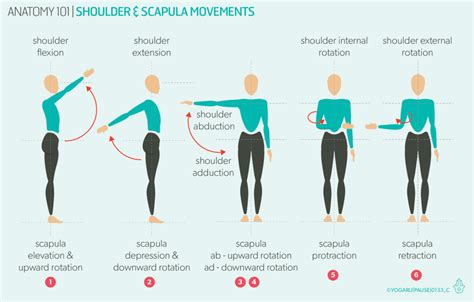 Examples Of Abduction Vs Adduction In Everyday Movement